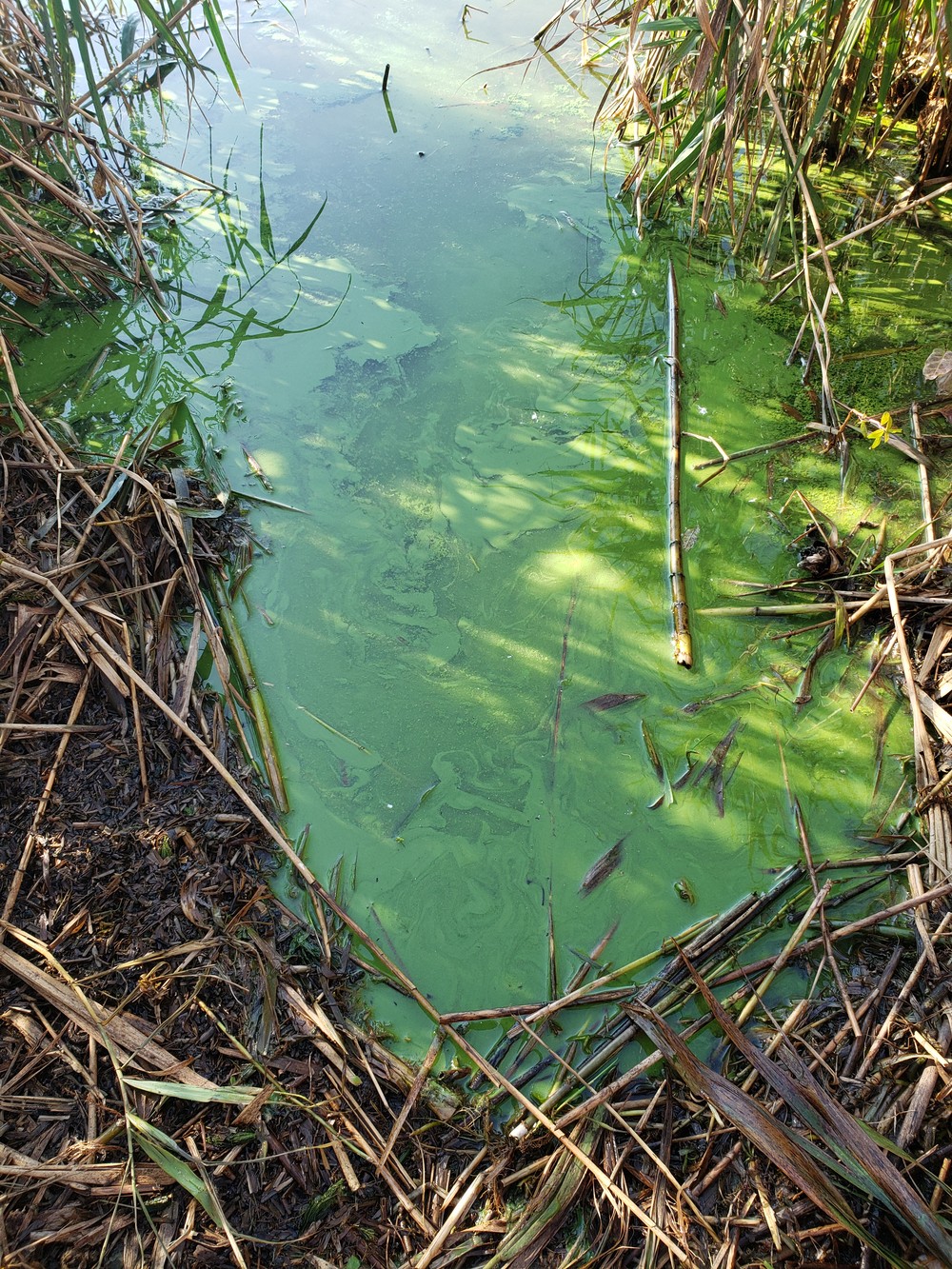 POISONOUS PONDS? - Nantucket Magazine