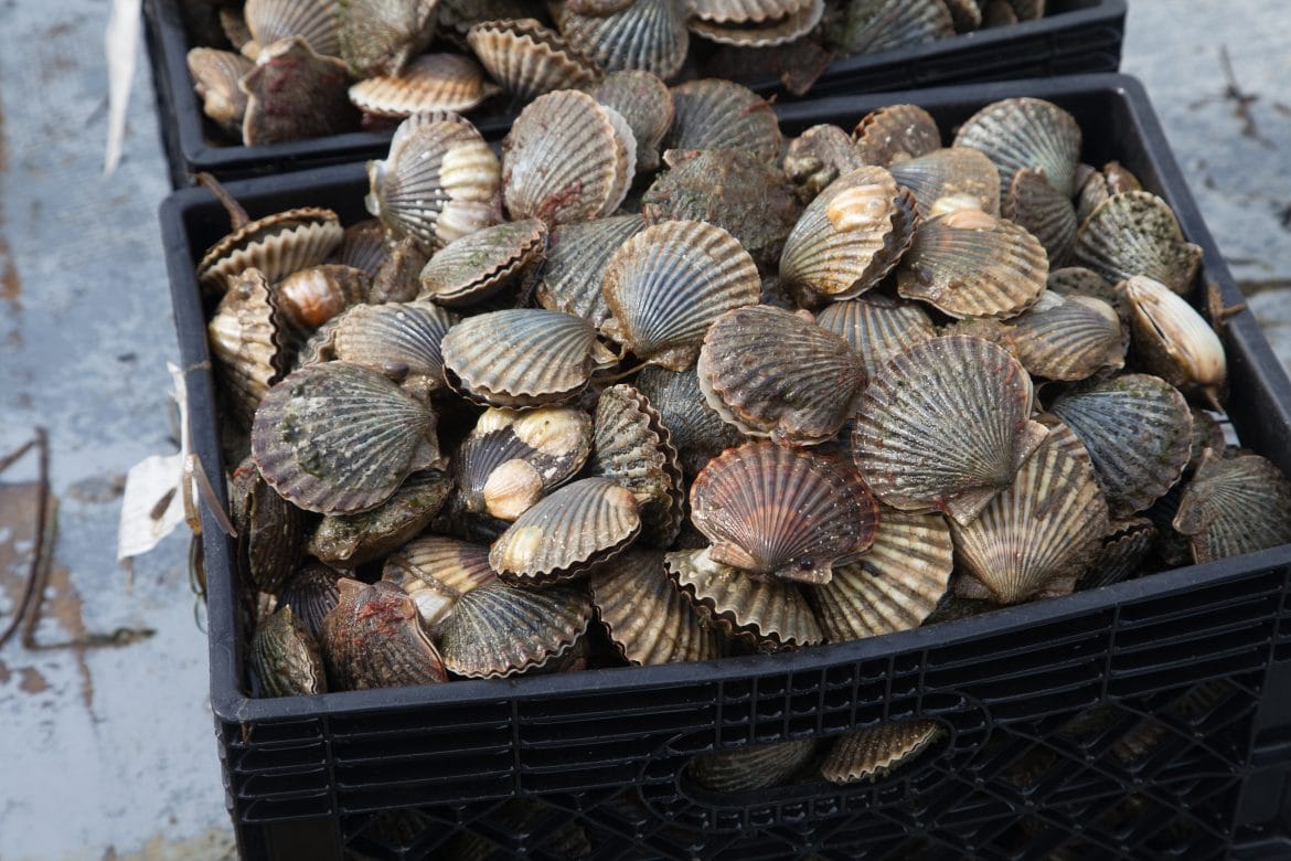 Family Scalloping Season Opens on Nantucket - Nantucket Magazine